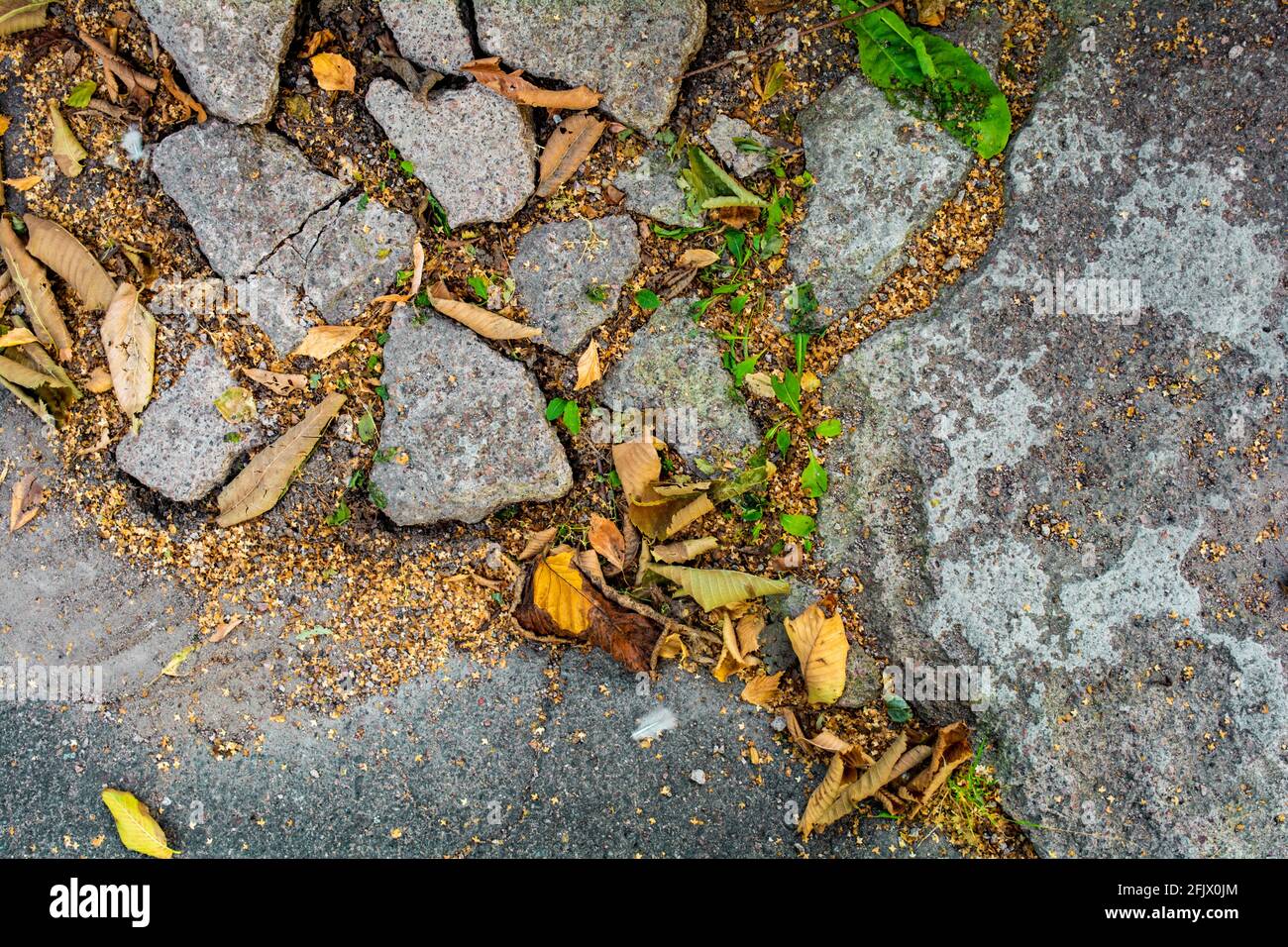 Broken road asphalt with grass and fallen dry leaves. Large piles on ...