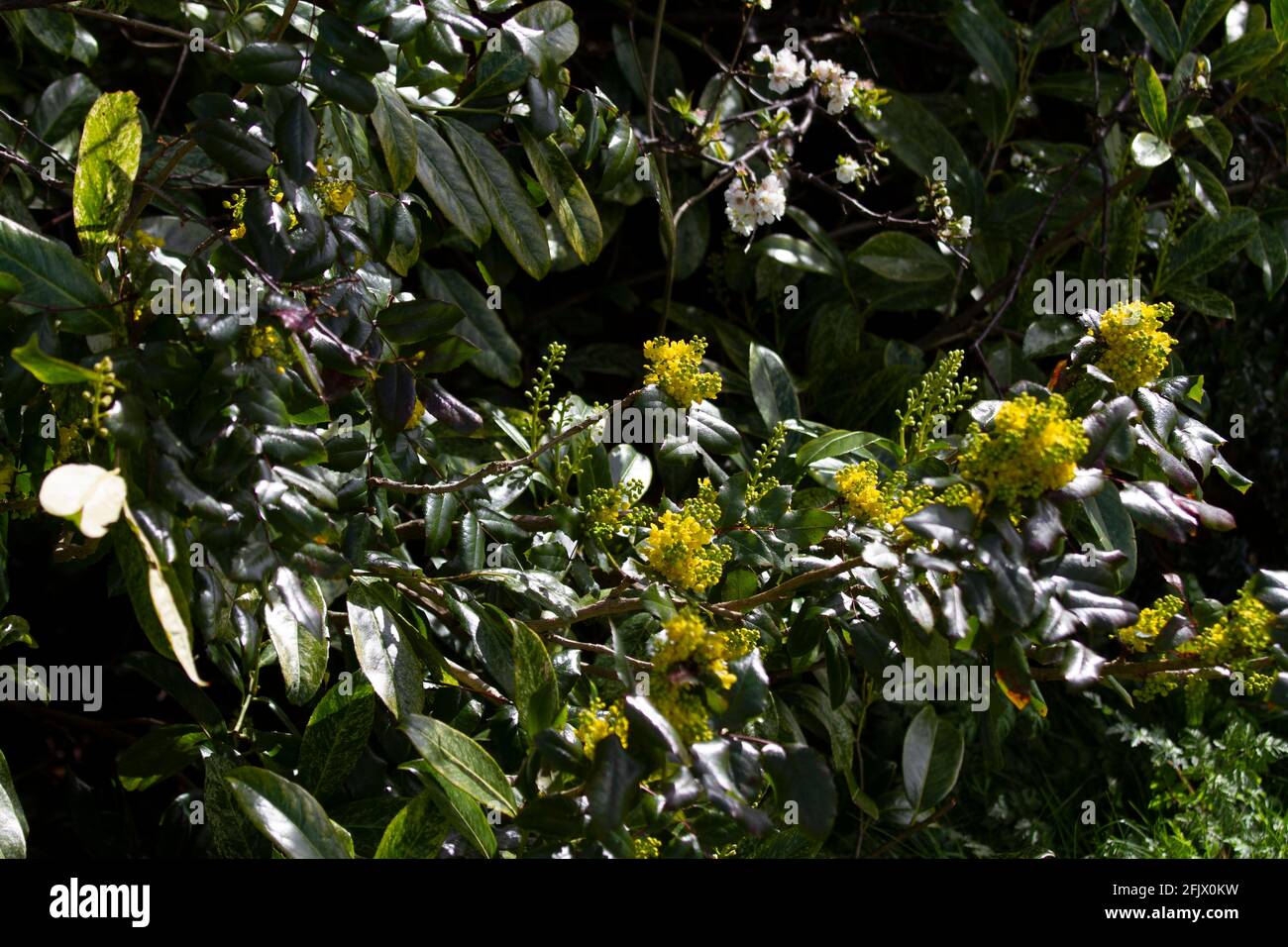 Grape flavoured jam hi-res stock photography and images - Alamy