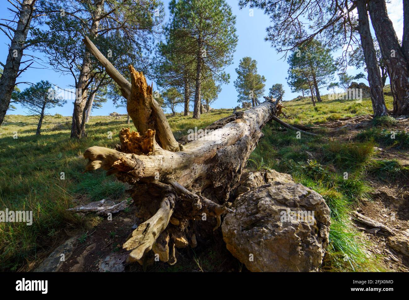 Old fallen tree trunk in a forest Stock Photo - Alamy