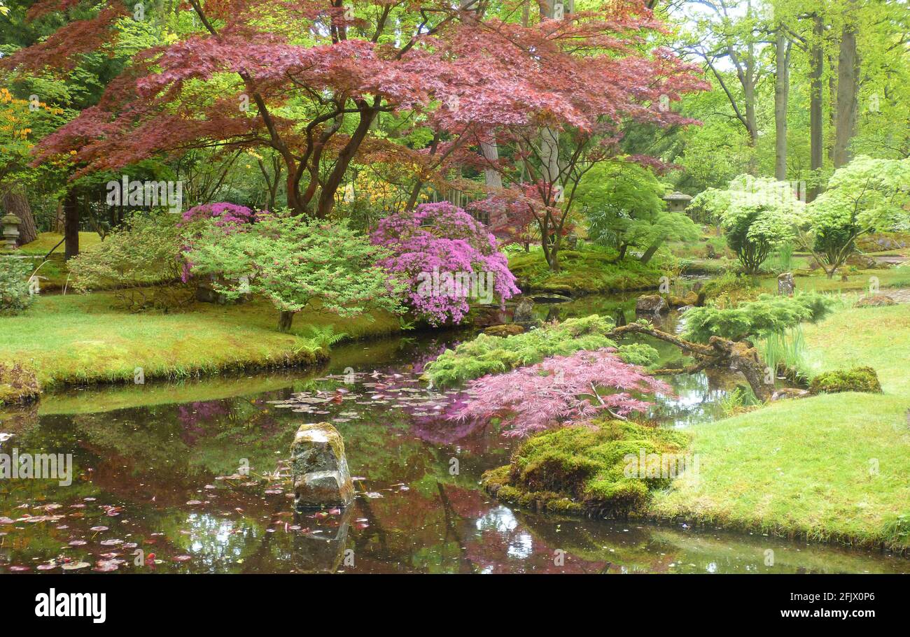 A serene Japanese garden with a dark pond, moss, maples, azaleas Stock ...