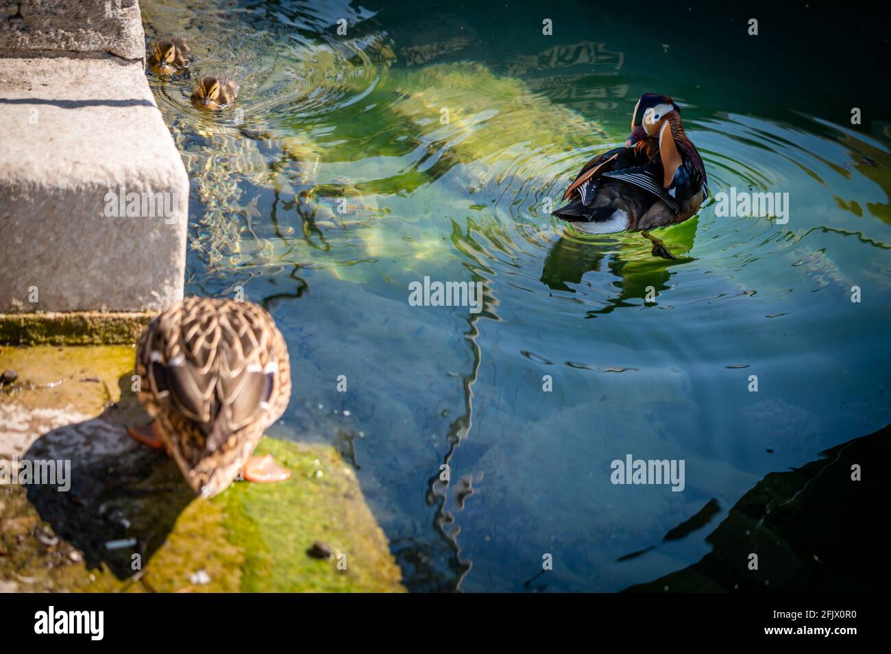 Mandarin duck family swimming hi-res stock photography and images - Alamy