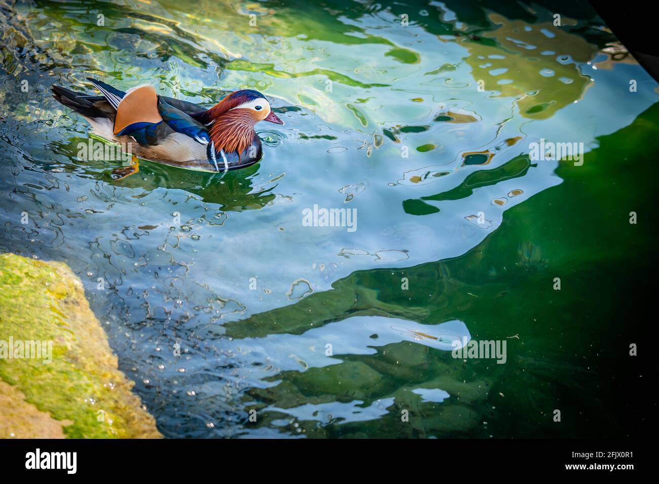 One adult male mandarin duck. Aix galericulata. Swimming in lake Geneva ...