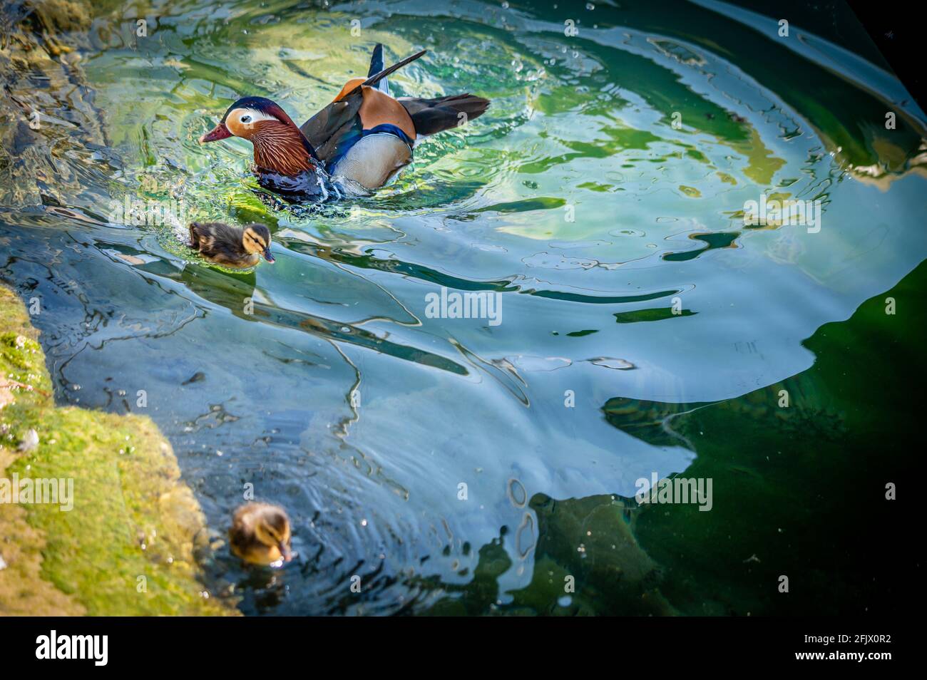 One adult male mandarin duck with ducklings. Aix galericulata. Swimming ...
