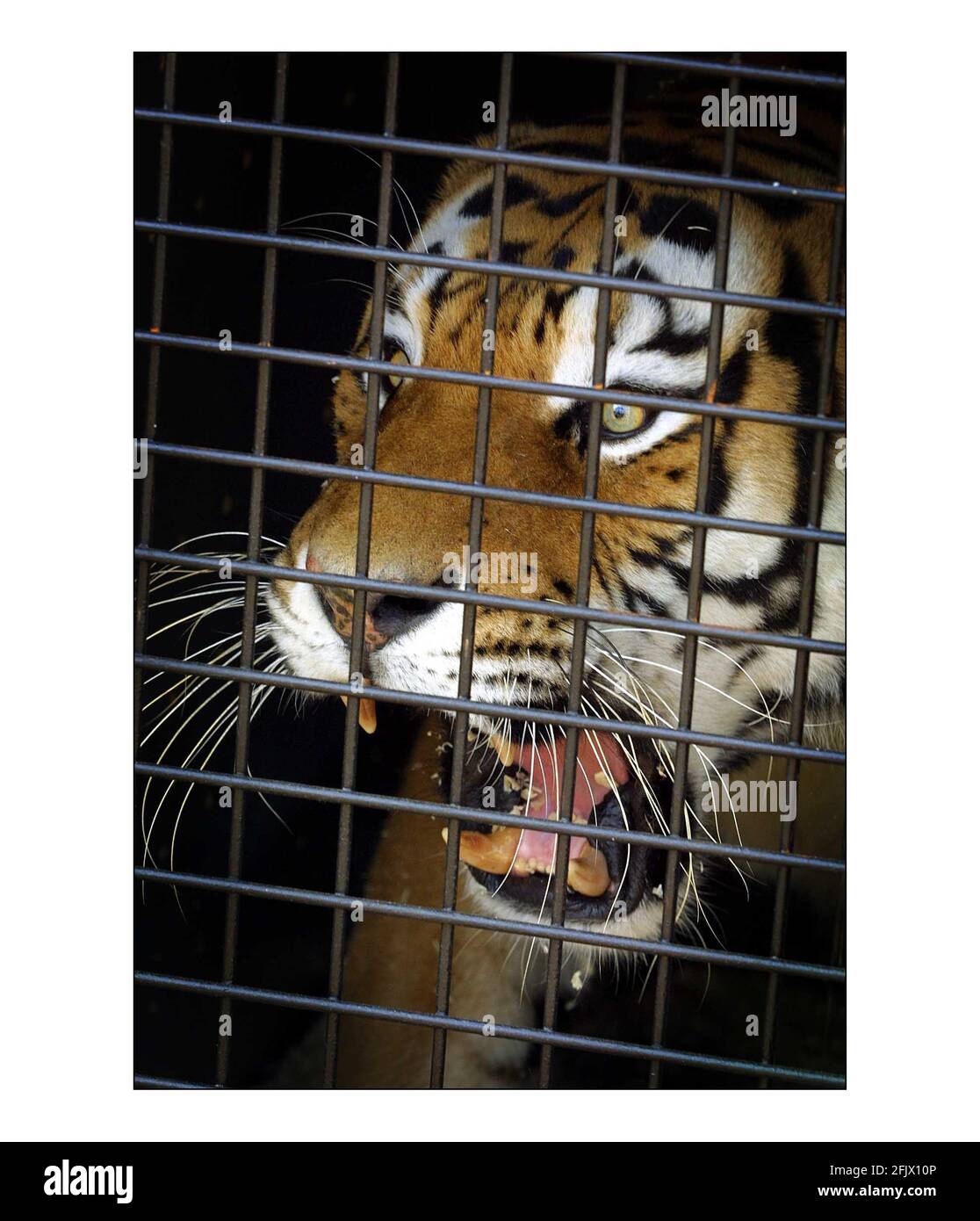 Two Siberian Tigers, Cuddles and Devoshka were today darted and crated ...