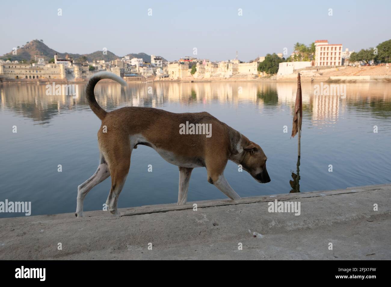 Cute indian pariah dog hi-res stock photography and images - Alamy