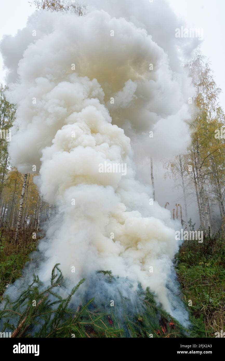 Burning spruce branches, thick smoke rising into the sky Stock Photo ...