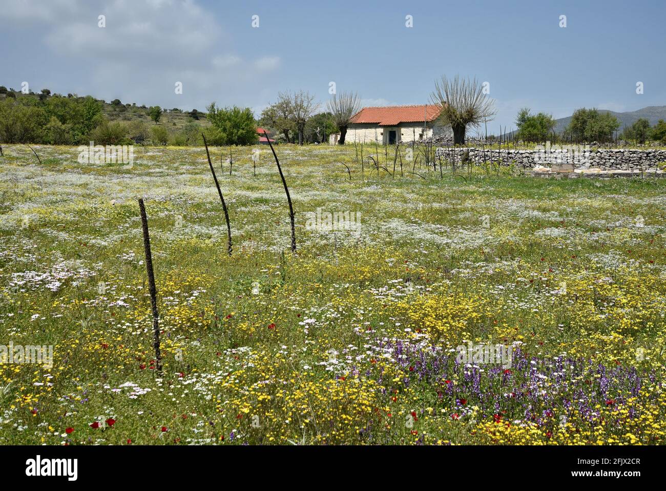 Springtime landscape with a rural farmhouse in the countryside of ...