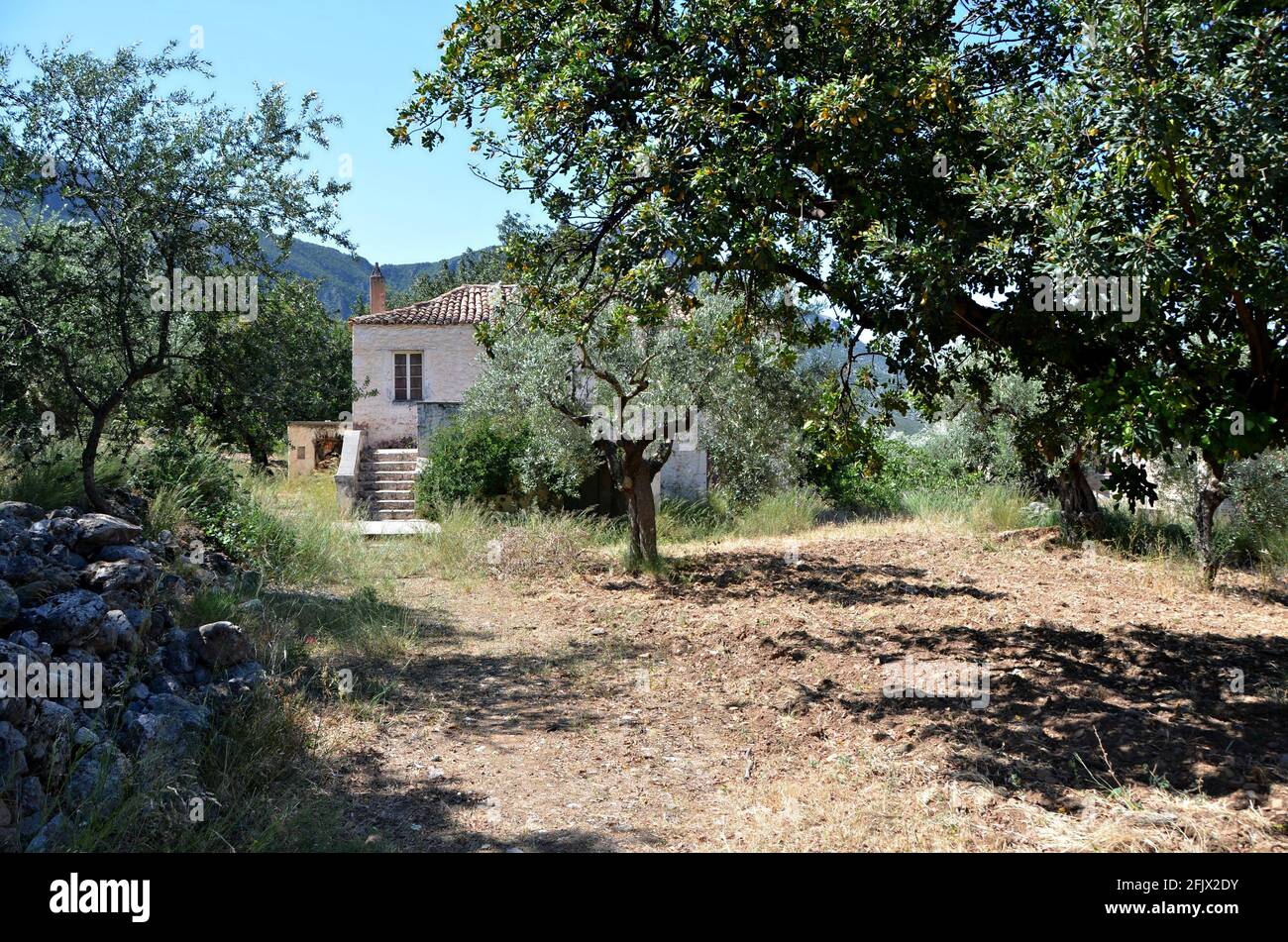 Landscape with a stone rural house surrounded by an olive grove in ...