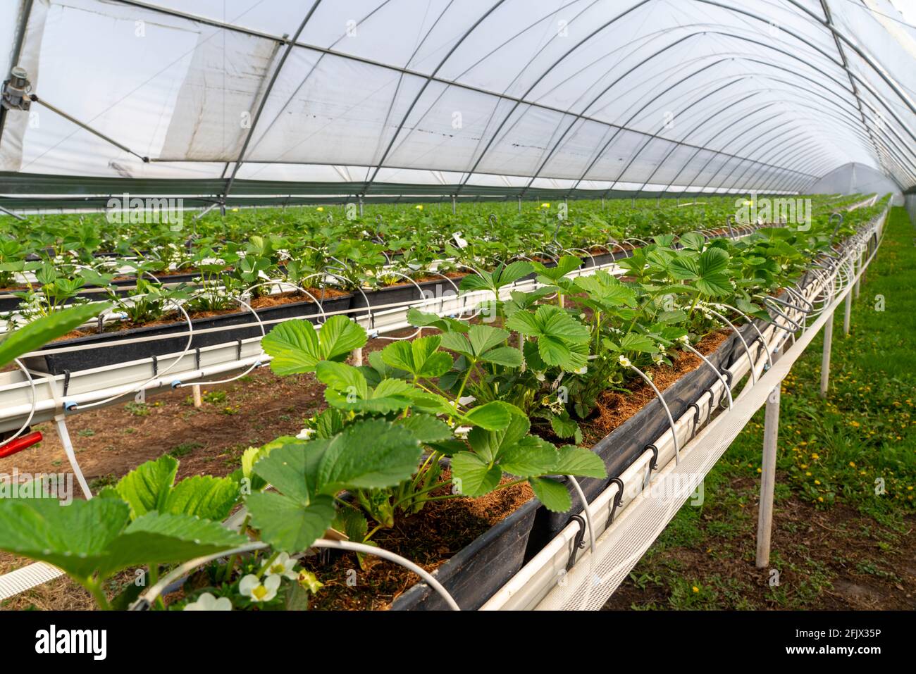 Strawberry cultivation in a greenhouse, young strawberry plants grow up ...