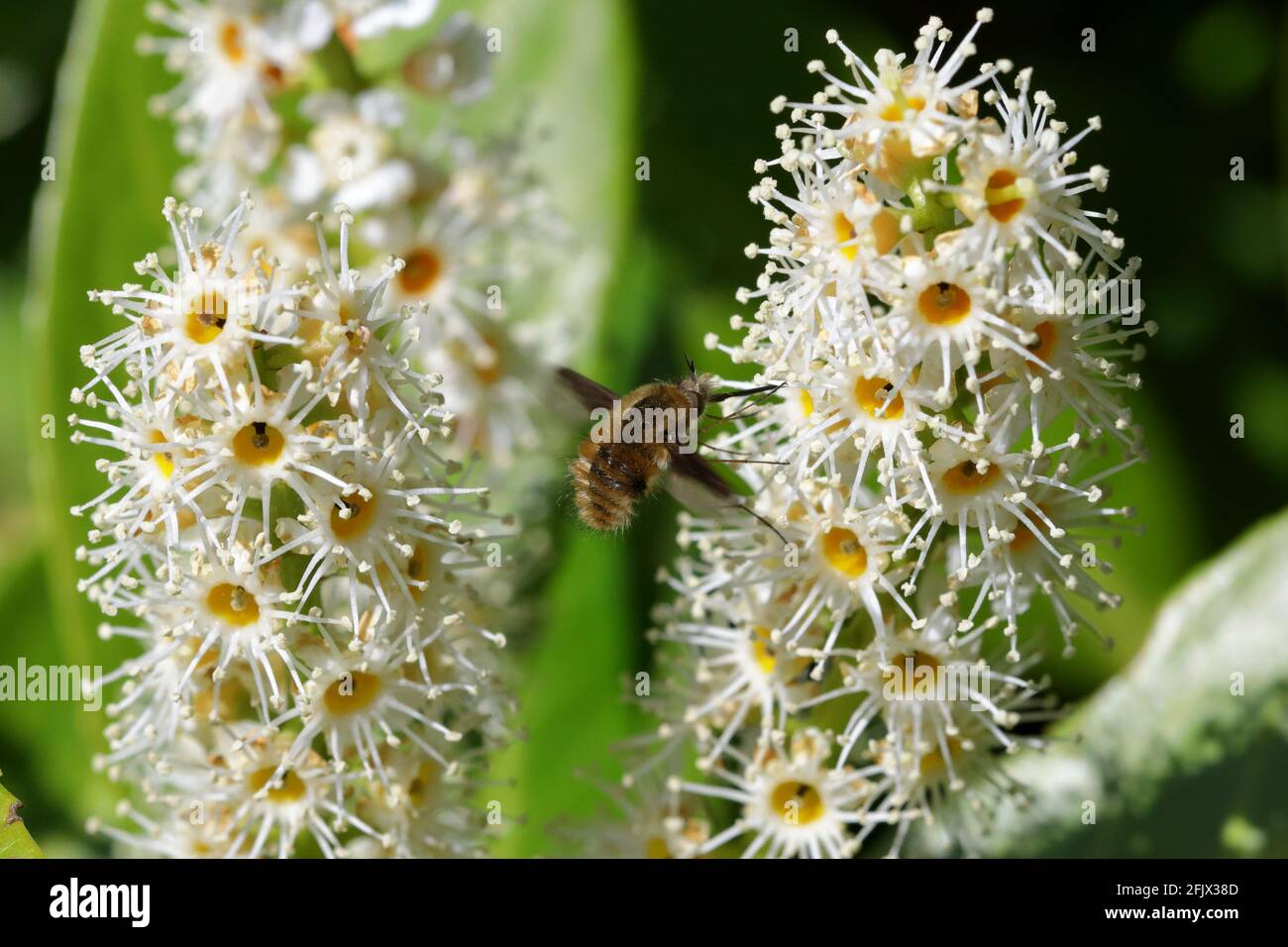 Prunus laurocerasus common laurel cherry laurel hi-res stock ...