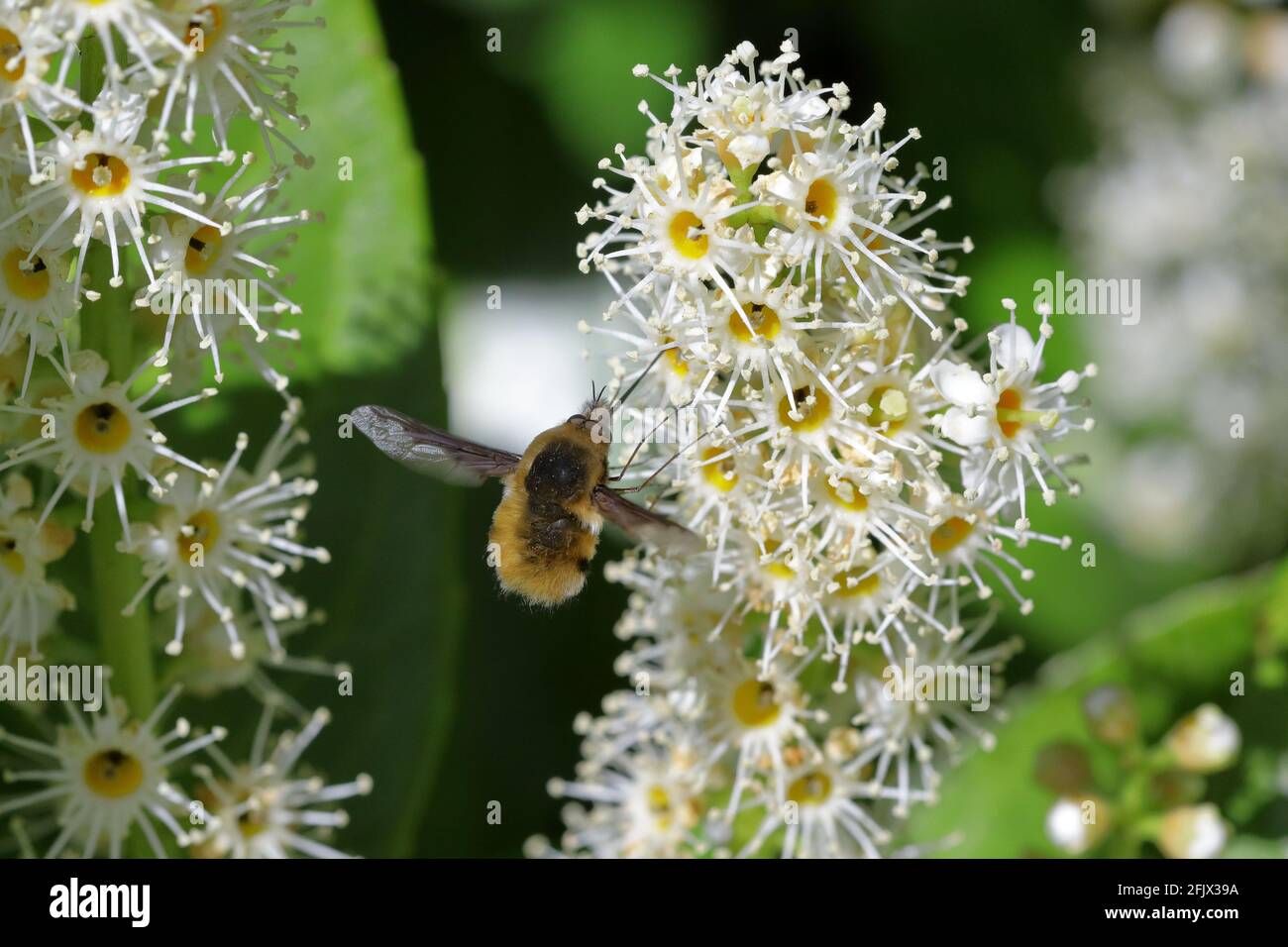 Prunus laurocerasus common laurel cherry laurel hi-res stock ...