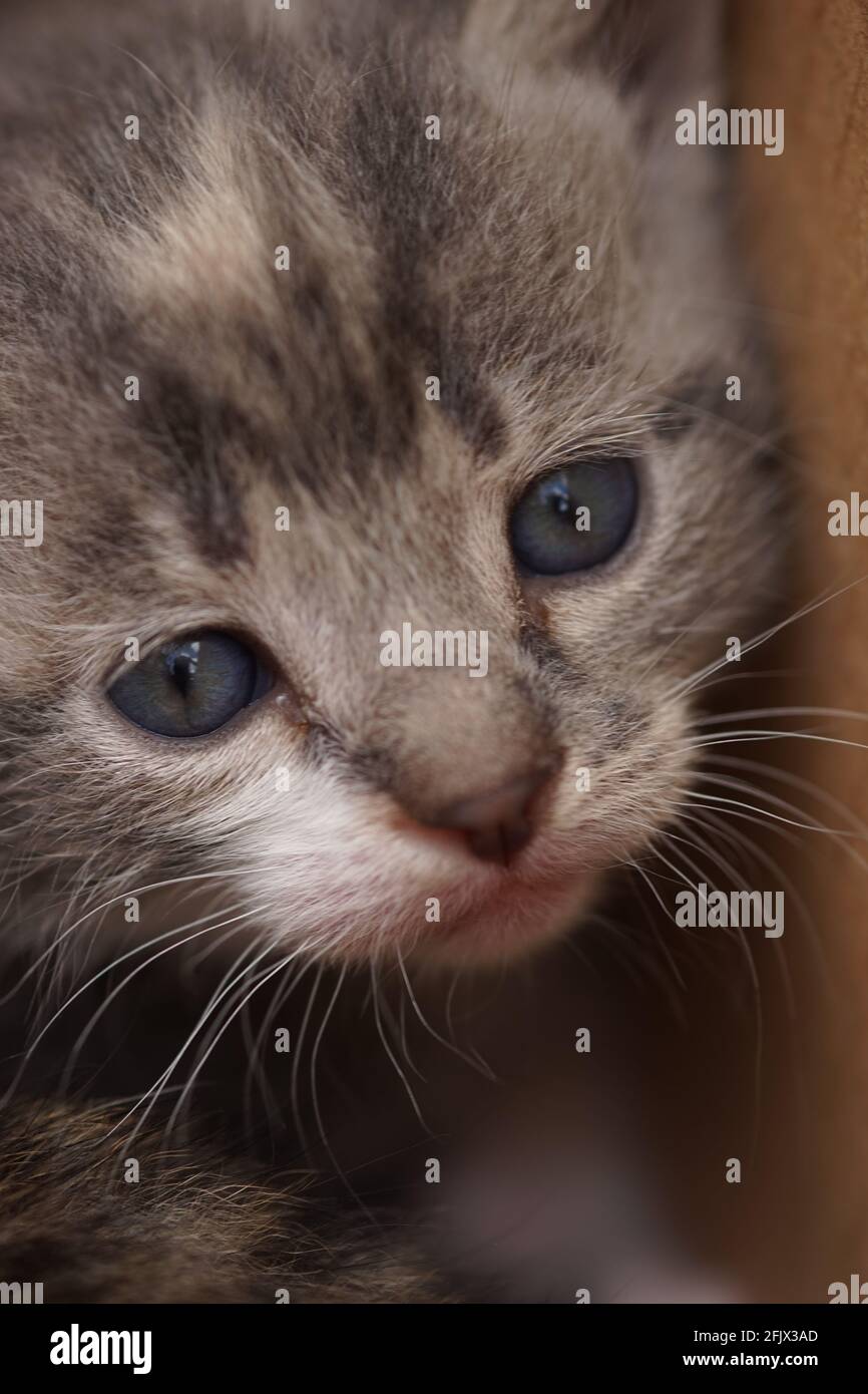 small light grey tabby kitten, closeup portrait Stock Photo - Alamy