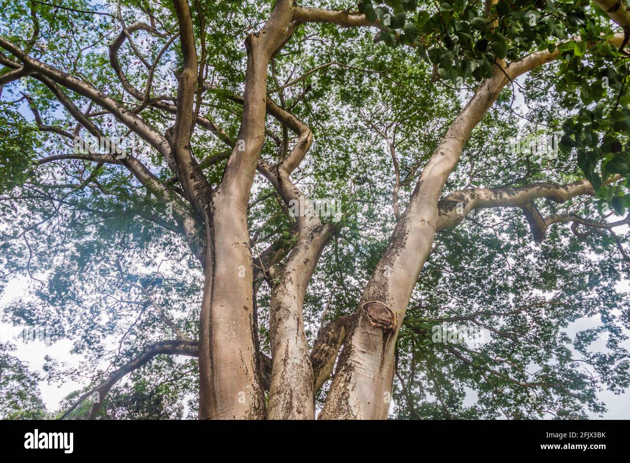 Enterolobium cyclocarpum guanacaste, caro caro, or elephant-ear tree in ...