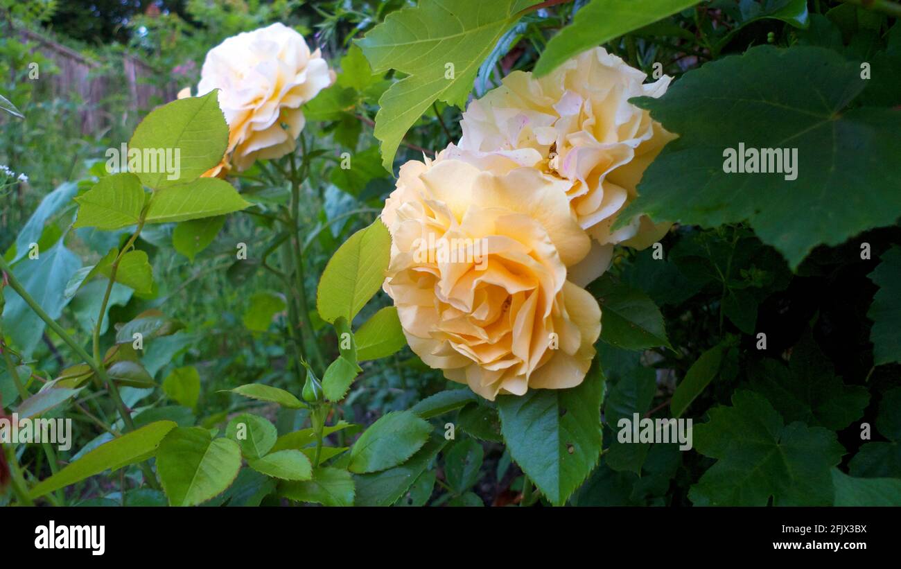 Yellow rosa "Graham Thomas" rosebush upright climbing rose in bloom ...