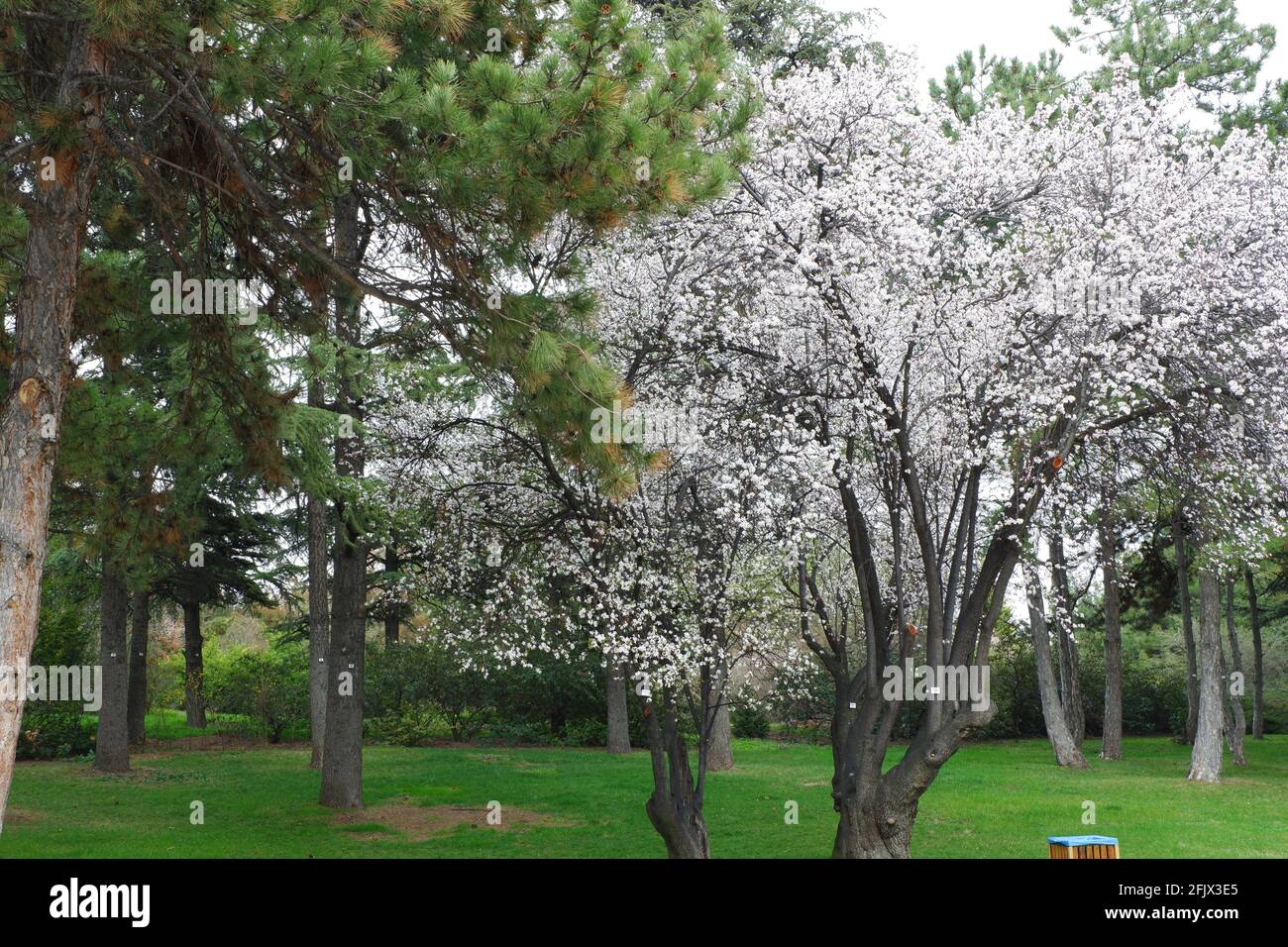 Pine tree blooming hi-res stock photography and images - Alamy