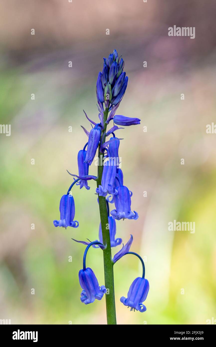 A delicate bluebell in the spring sunshine Stock Photo - Alamy