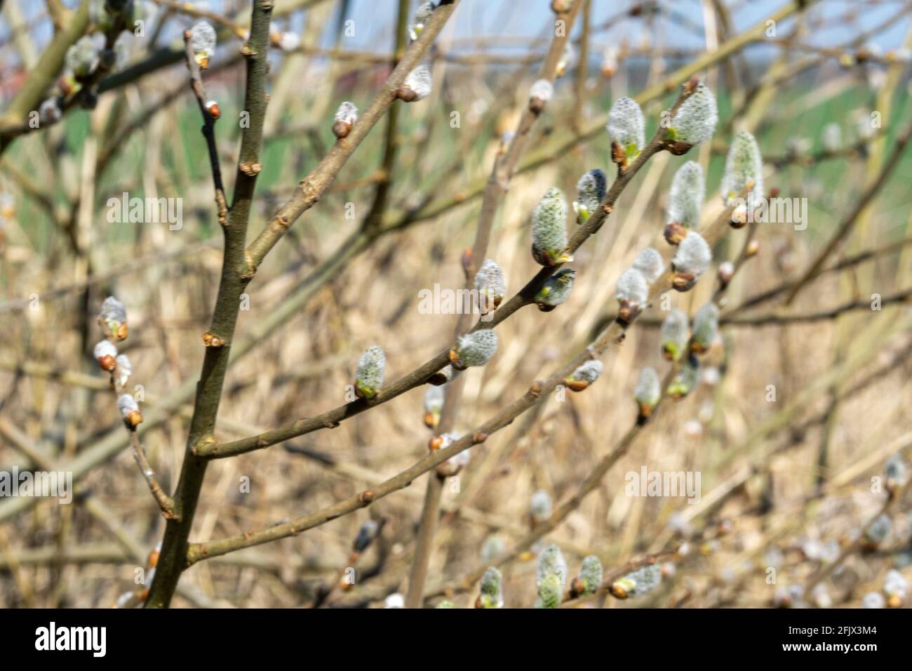 Small leafless tree with plants blossoming on its twigs in a dry field ...