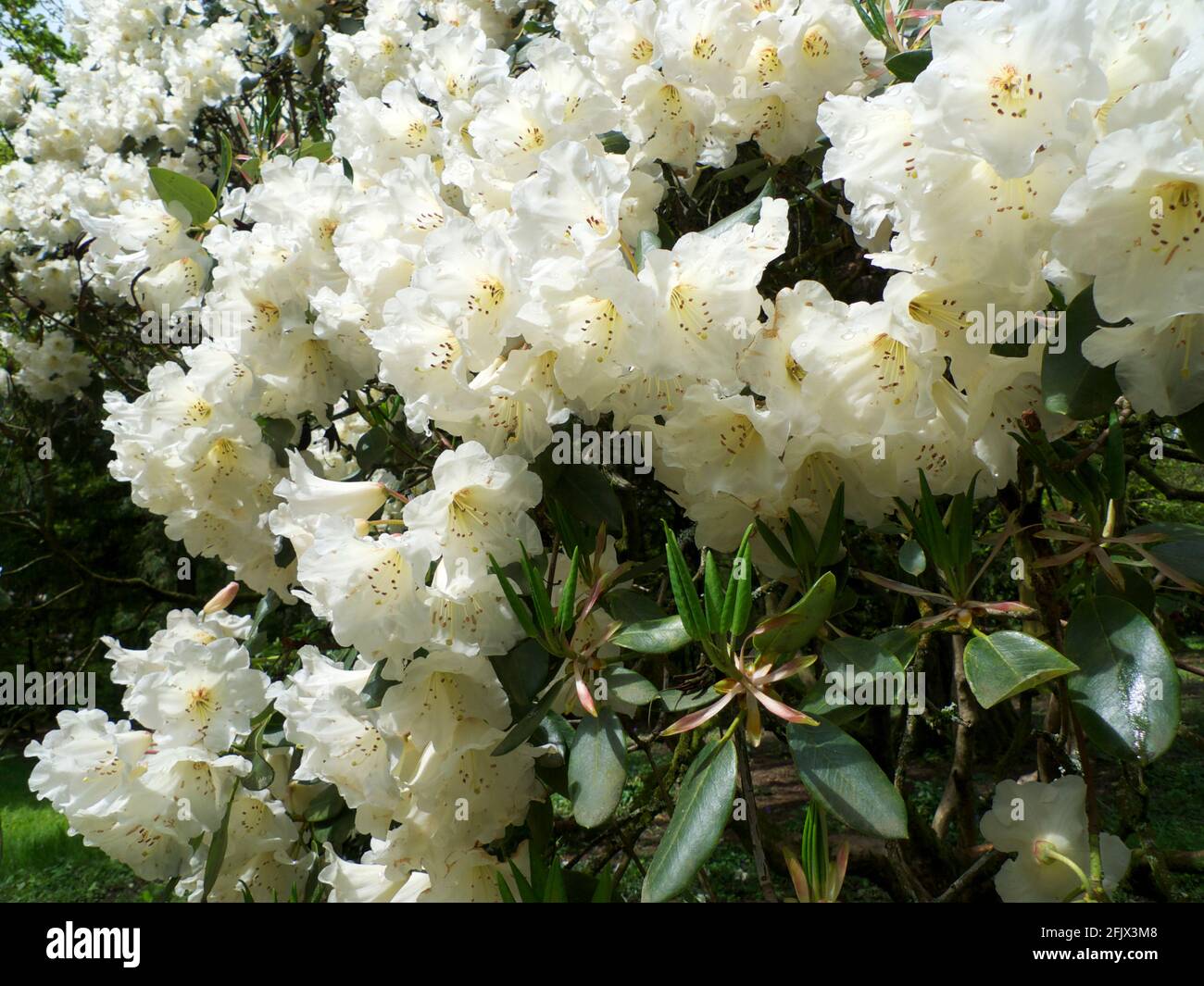 White Woodland Shrub High Resolution Stock Photography and Images - Alamy