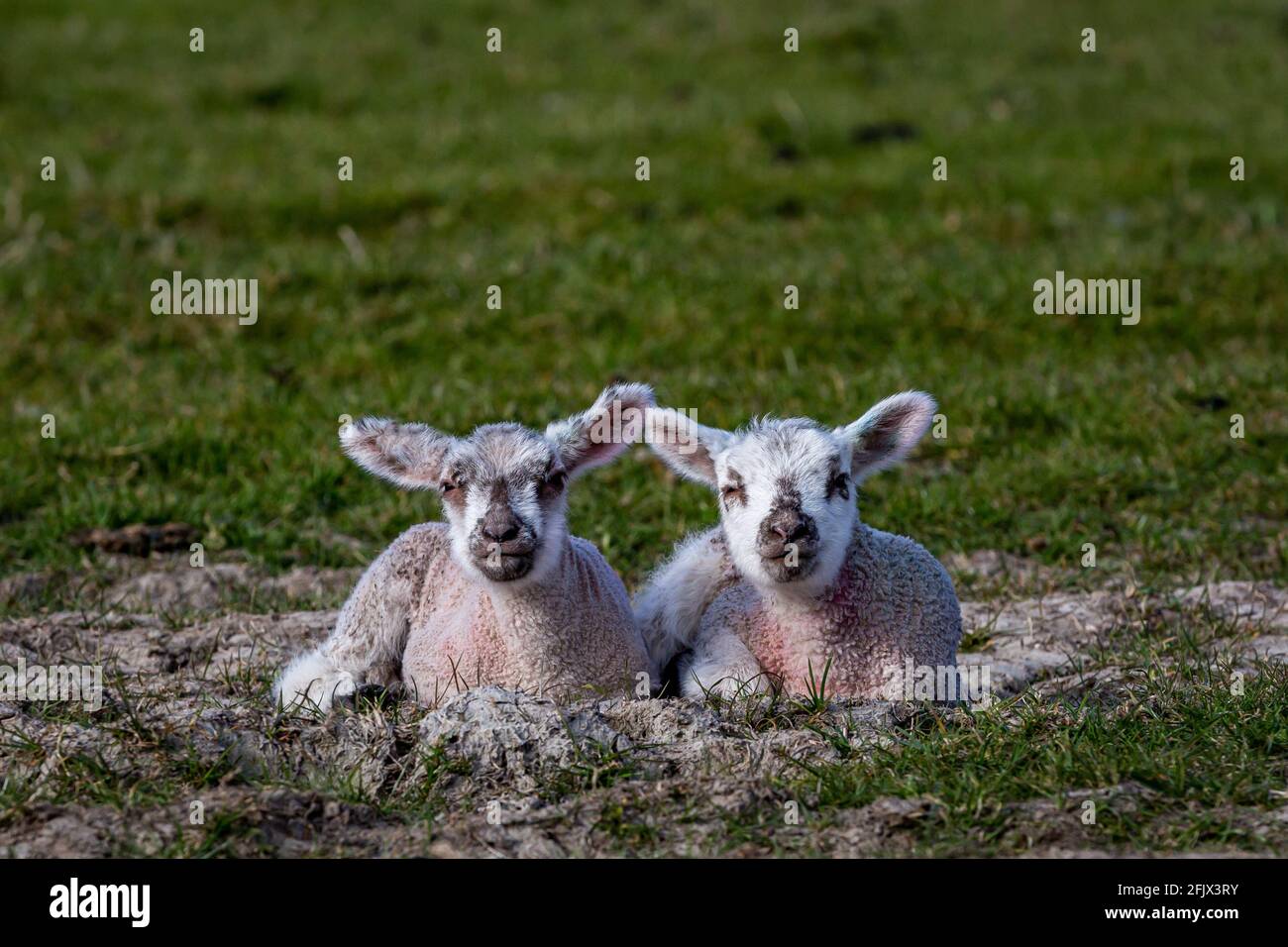 Cute lambs looking view hi-res stock photography and images - Alamy