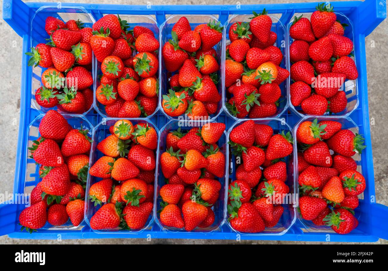 Freshly harvested strawberries, packed in boxes and crates for the ...