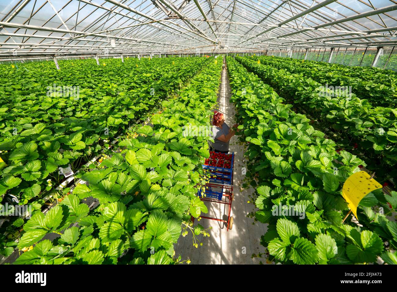 Harvesting strawberries, harvest helper, strawberry cultivation in a ...
