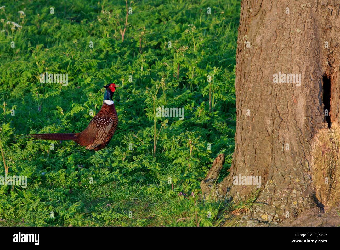 Belgian bird game pheasant hi-res stock photography and images - Alamy