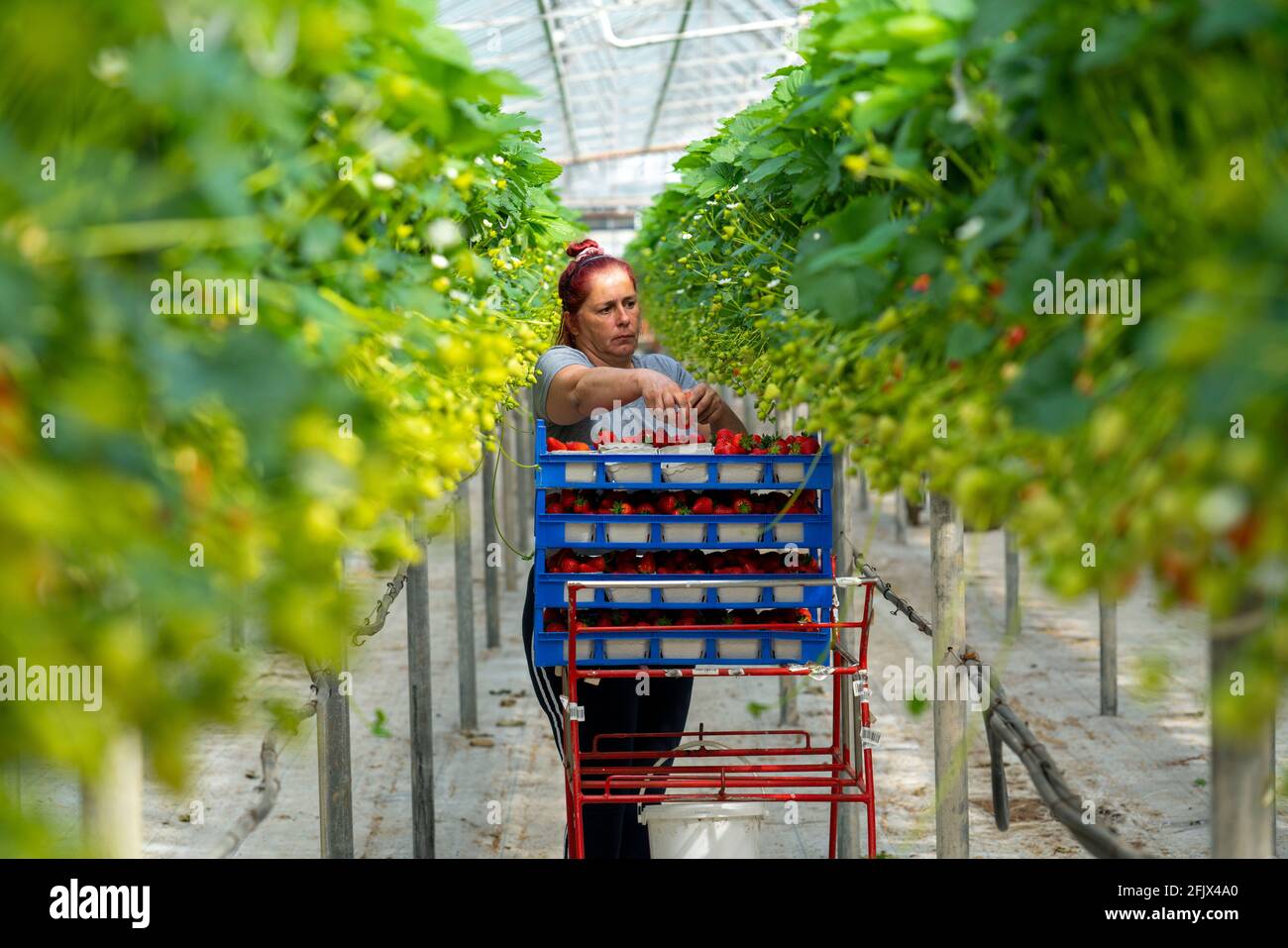 Harvesting strawberries, harvest helper, strawberry cultivation in a ...
