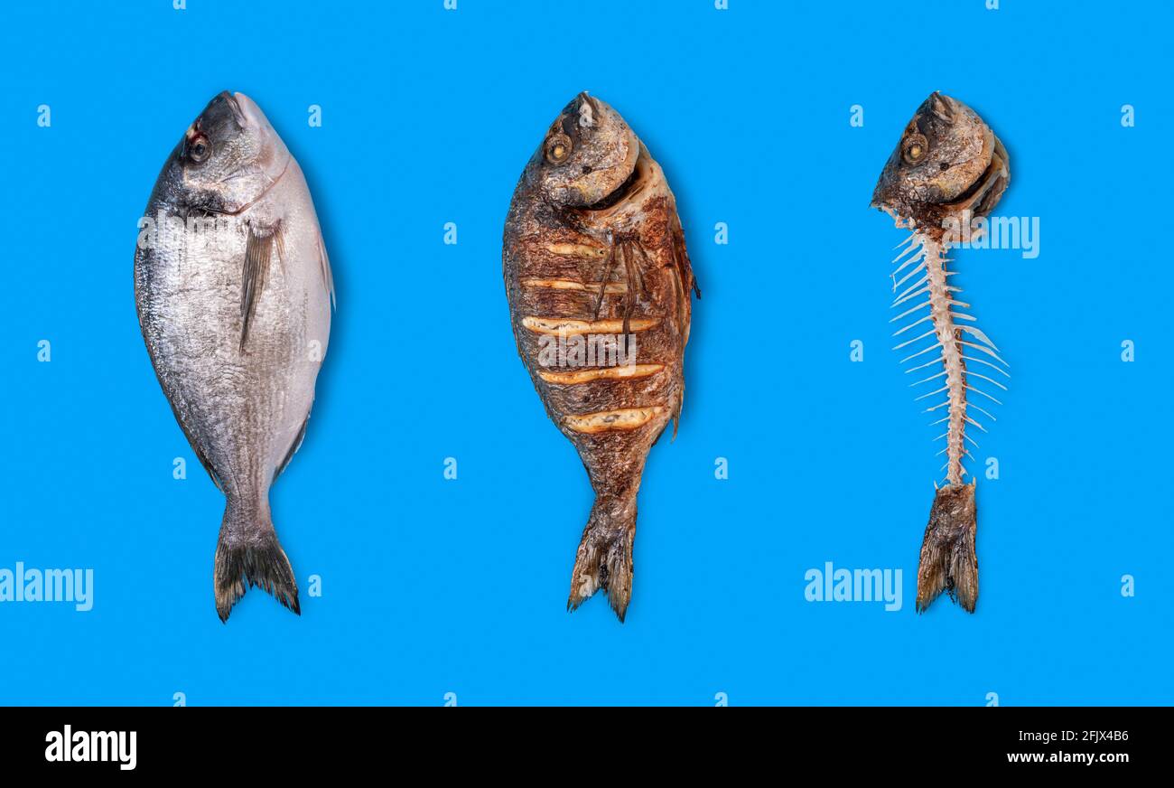 Dorado fish raw, cooked and only bones top view isolated on a blue ...