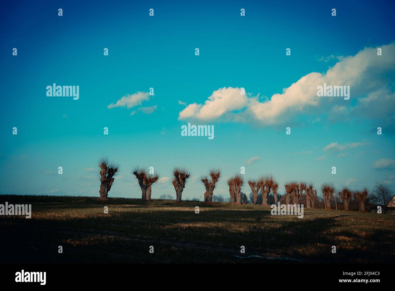 Row withered trees in hi-res stock photography and images - Alamy