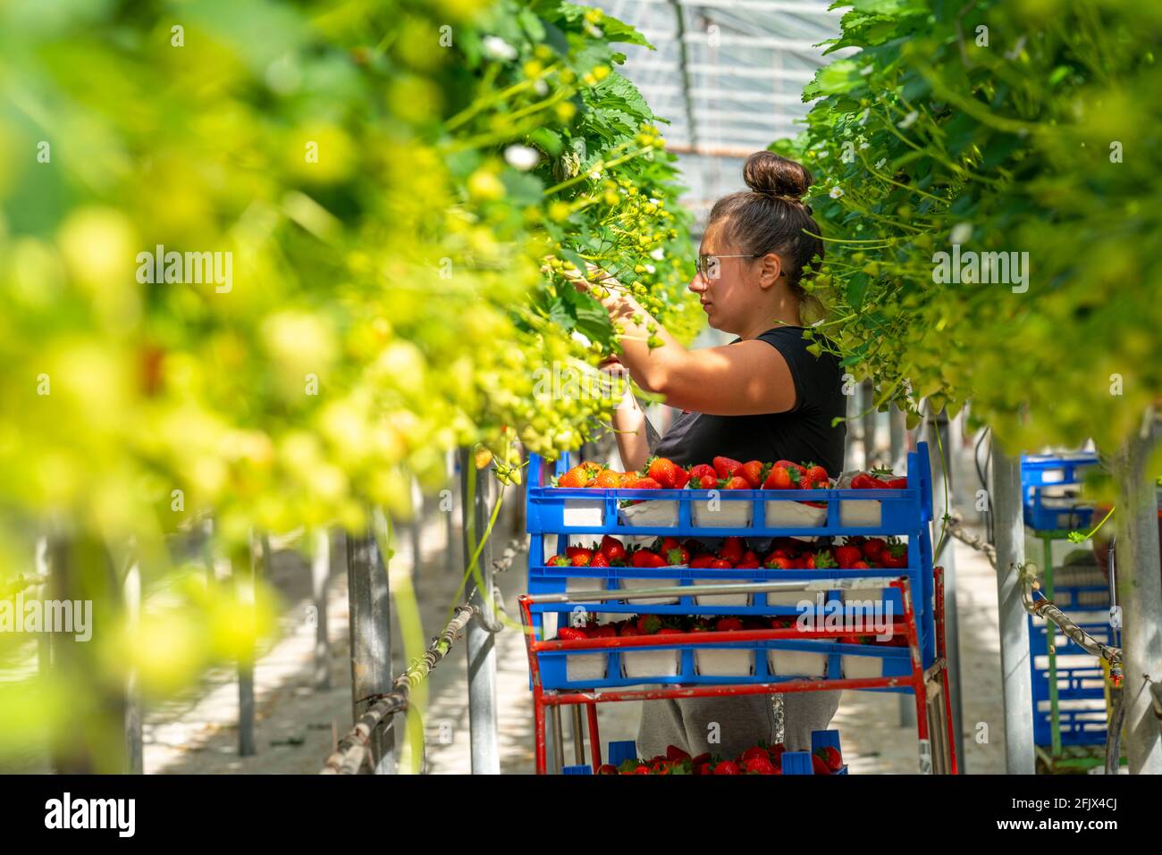 Harvesting strawberries, harvest helper, strawberry cultivation in a ...
