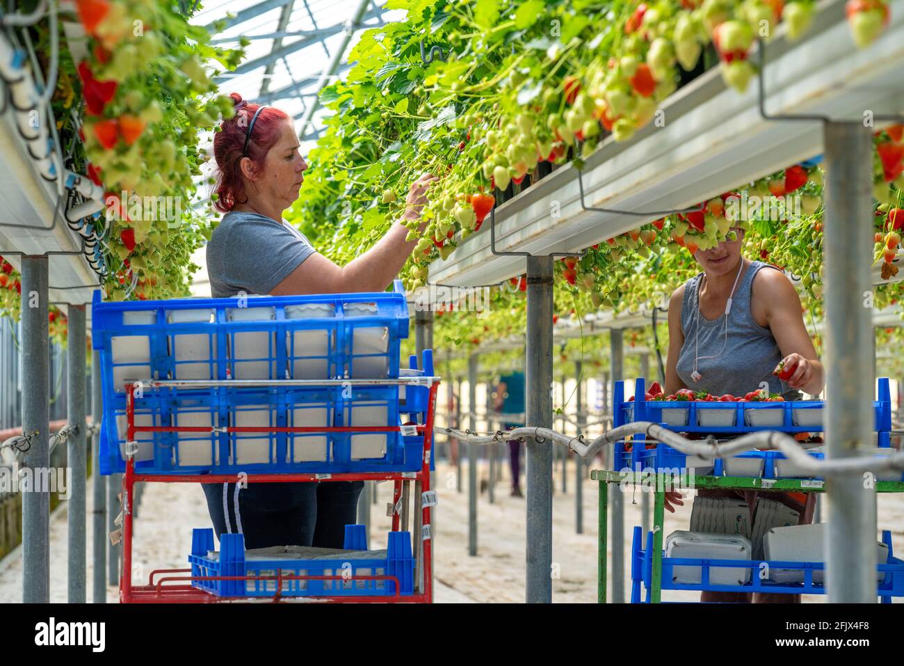 Harvesting strawberries, harvest helper, strawberry cultivation in a ...