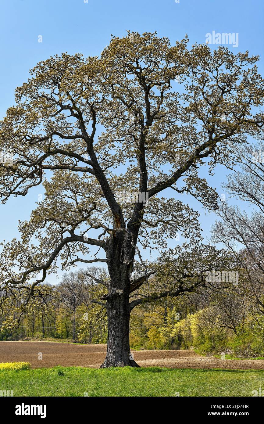 Landscape in spring with a mighty oak Stock Photo - Alamy