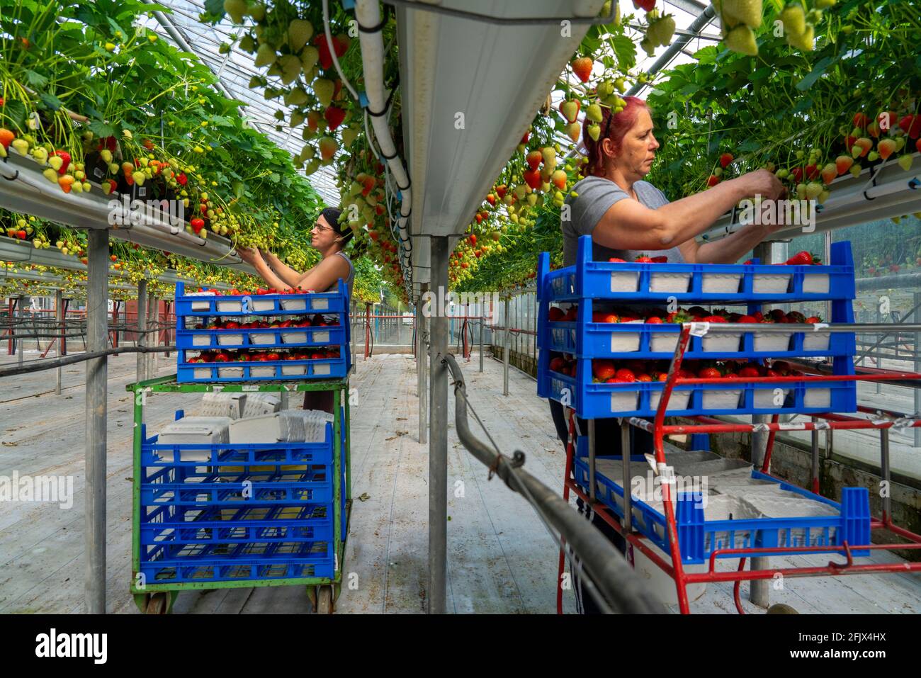 Harvesting strawberries, harvest helper, strawberry cultivation in a ...