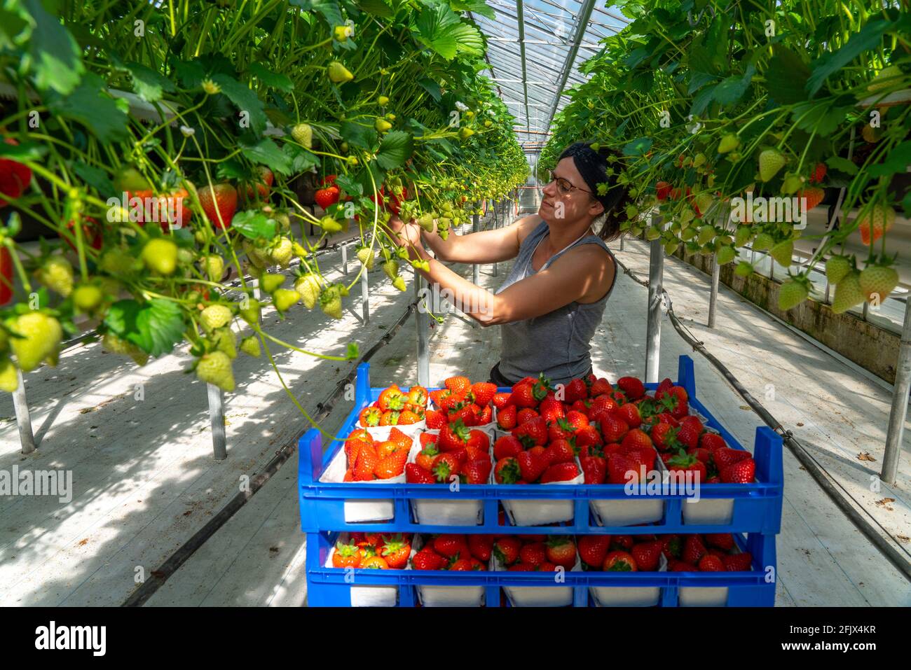 Harvesting strawberries, harvest helper, strawberry cultivation in a ...