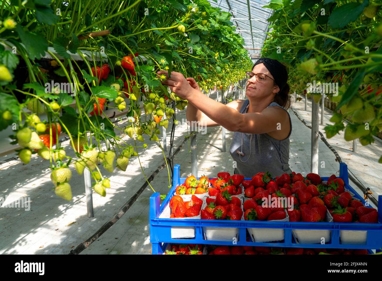 Harvesting strawberries, harvest helper, strawberry cultivation in a ...