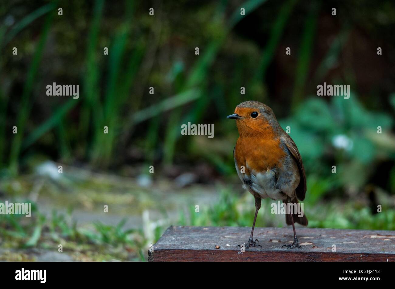 Robin in garden england UK Stock Photo - Alamy