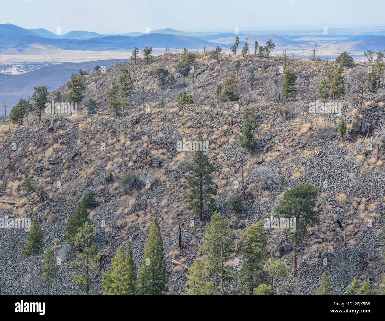 Apache pine hi-res stock photography and images - Alamy