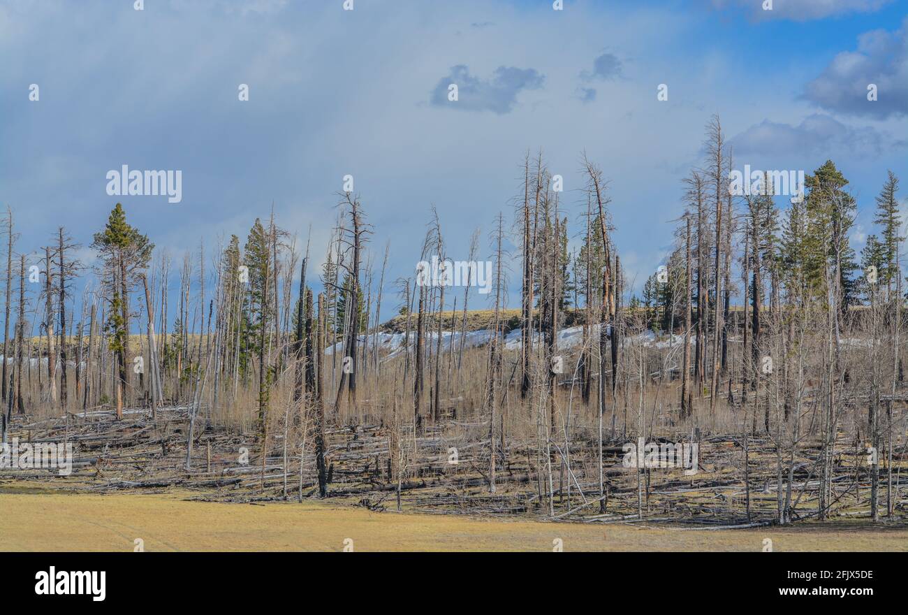 Remnants of the Wallow Fire with a strip of snow in the White Mountains ...