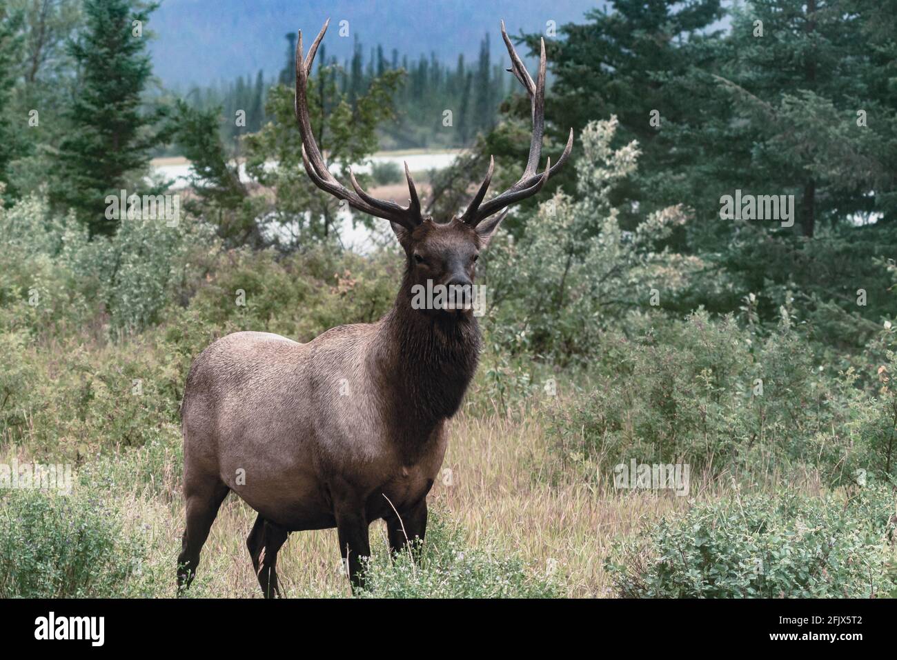 Wapiti elk bull on a rainy day in Canadian Rockies. Cervus canadensis ...