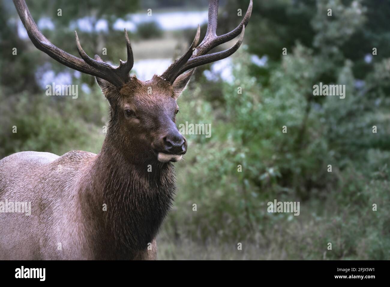 Close up of Wapiti elk bull head on a rainy day in Canadian Rockies ...
