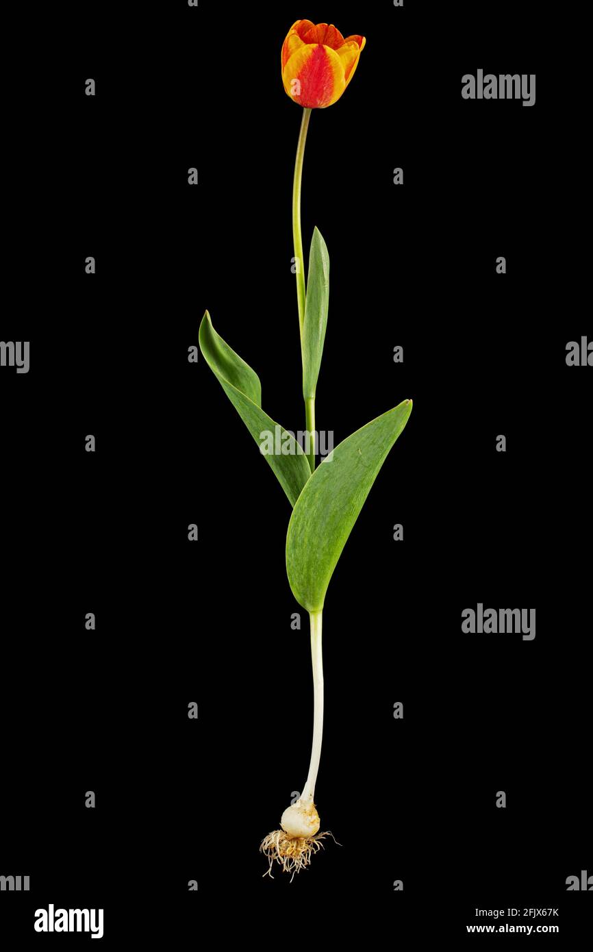 Blossom flower of tulip with bulb and roots, isolated on black ...