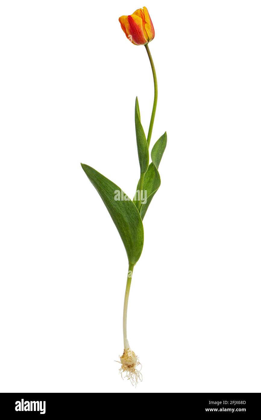 Blossom flower of tulip with bulb and roots, isolated on white ...