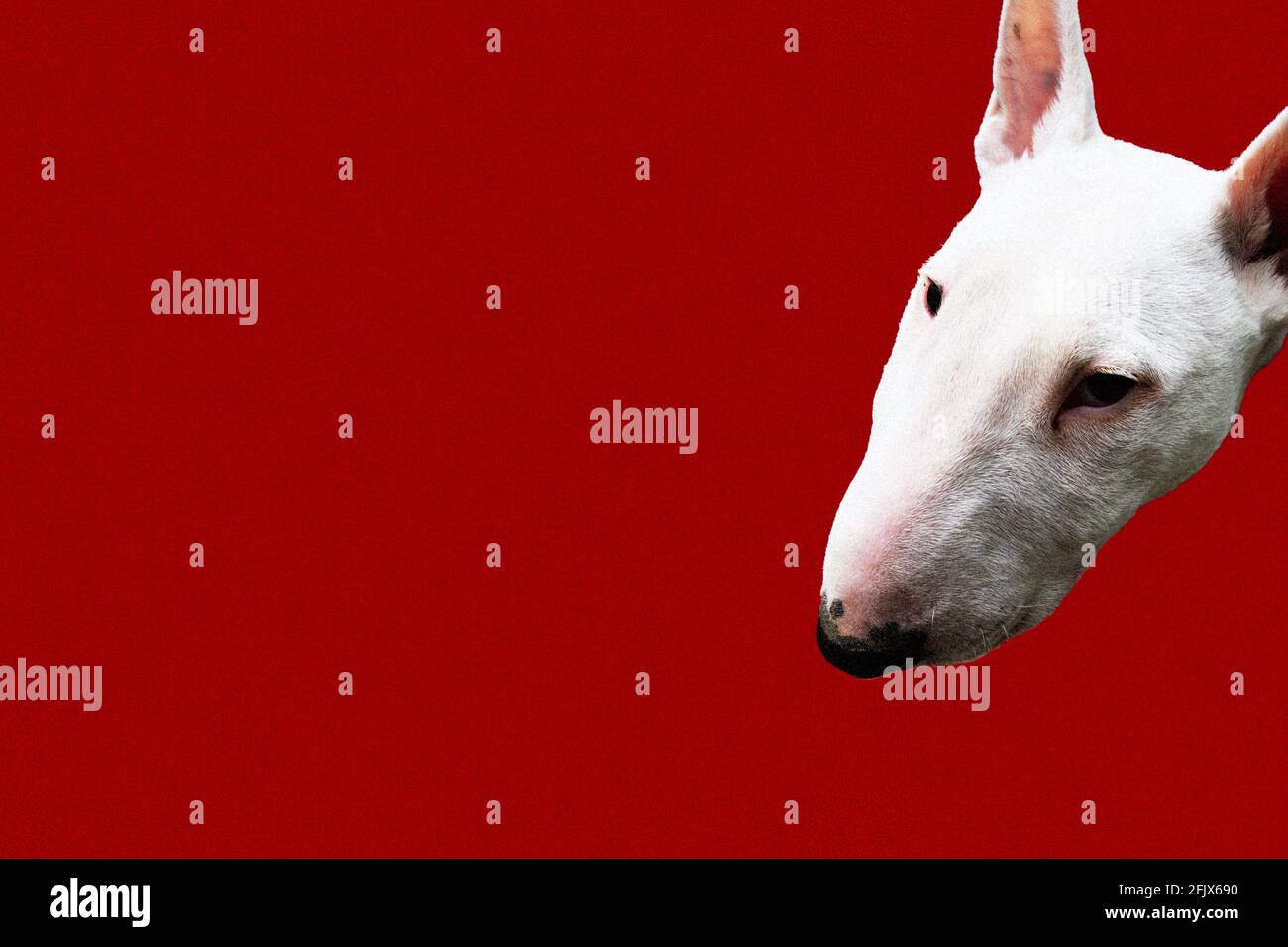 Bull terrier head on red background Stock Photo - Alamy