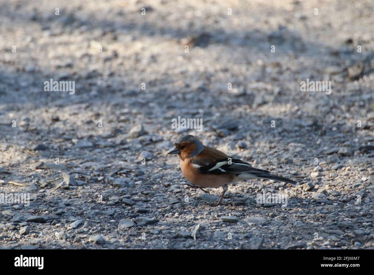Cute little finch bird on the ground Stock Photo - Alamy