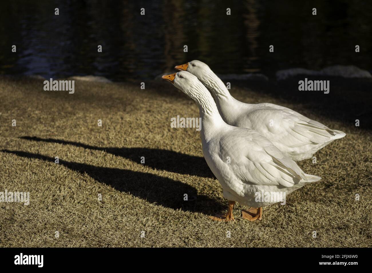 Two large white geese under the sunlight Stock Photo - Alamy