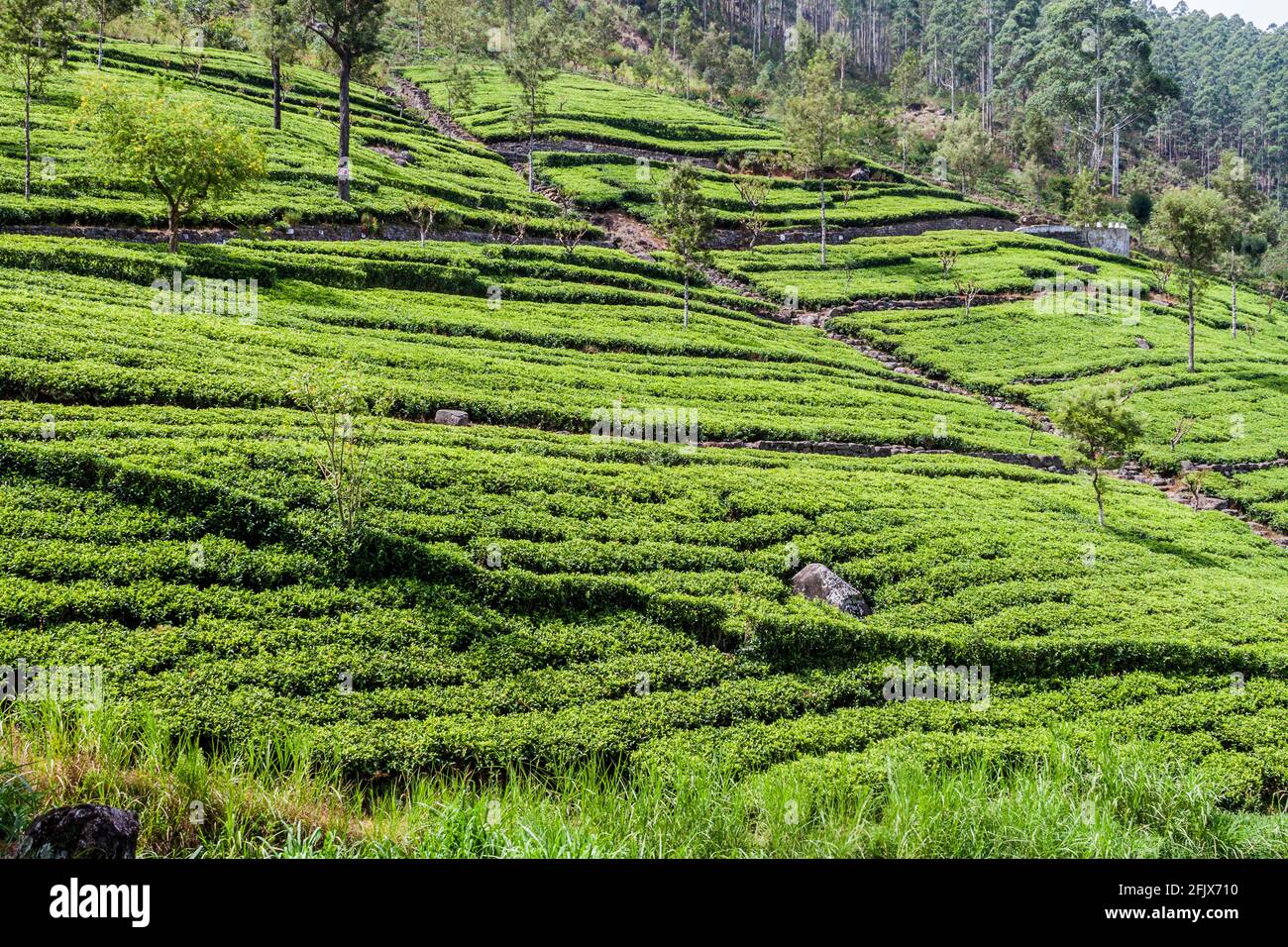 Tea plantations in mountains near Haputale, Sri Lanka Stock Photo - Alamy