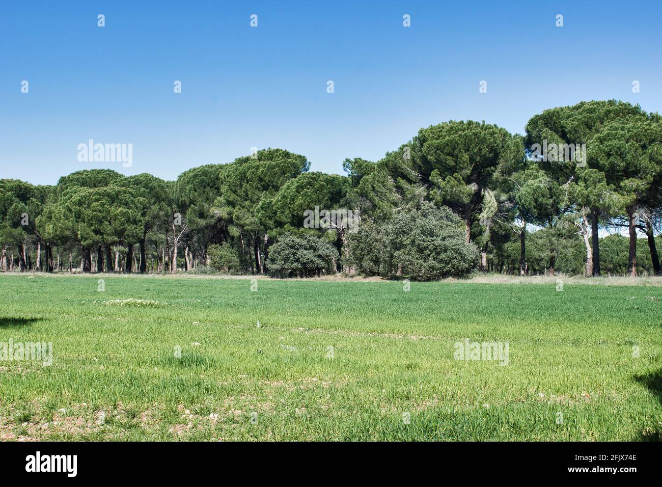 Border of cultivated land with pine forest under the blue sk Stock ...