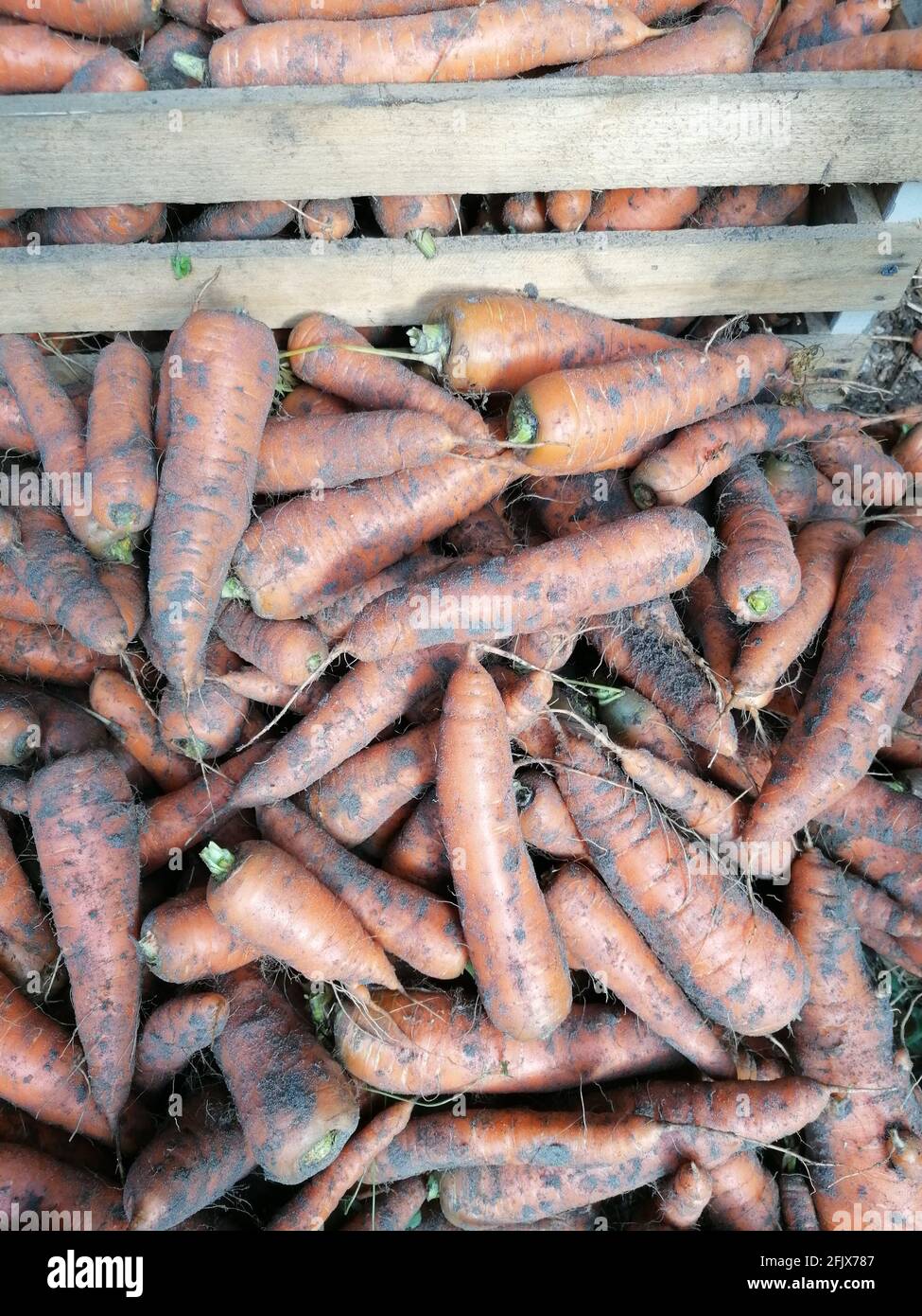 Wooden crate with dirty unwashed carrots being transported in it Stock ...
