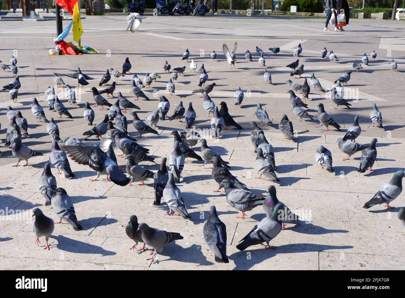 Group of Pigeons on the ground Stock Photo - Alamy