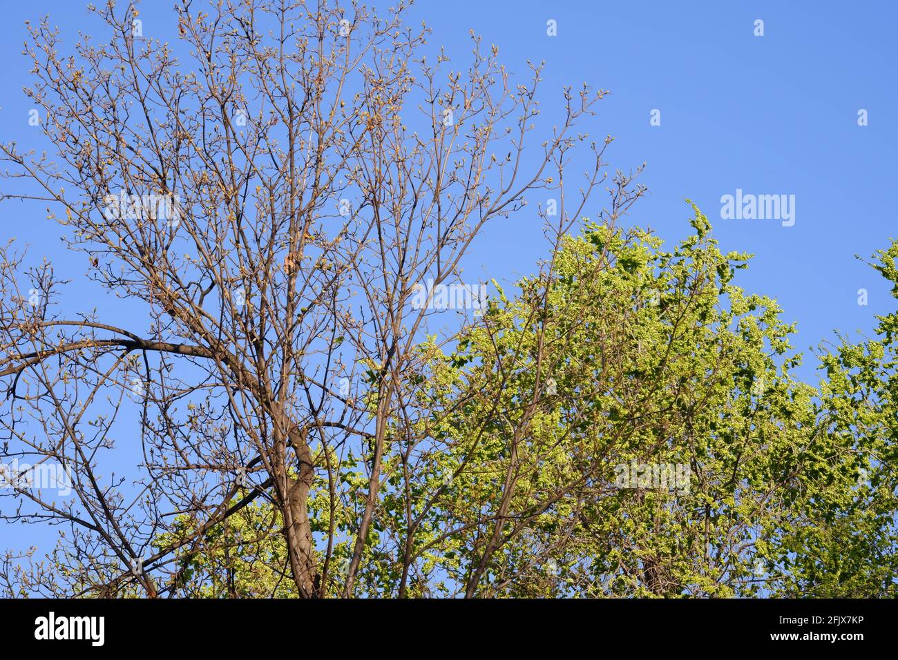 Trees and Clear Sky view Stock Photo - Alamy